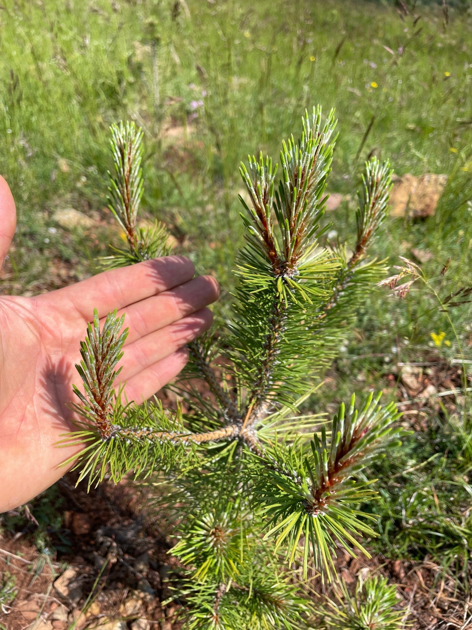 TREES FOR LURË: REFORESTATION